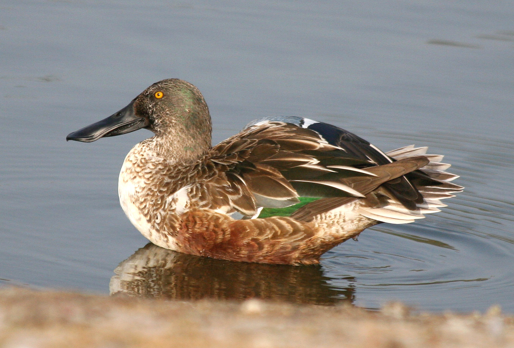 Northern Shoveler, Anas clypeata